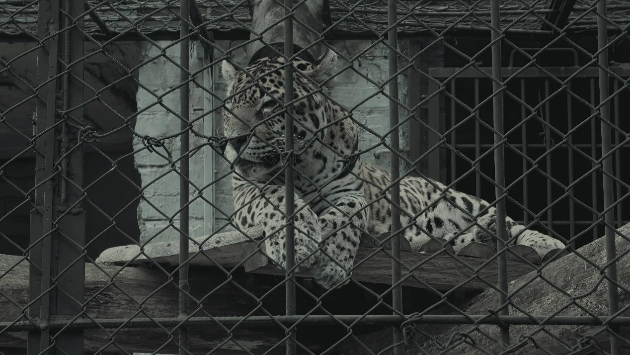 Artefacto Films | CINEMA